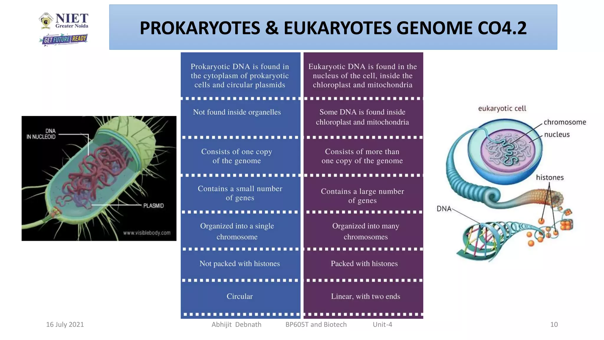 Genetic organization of eukaryotes and prokaryotes | PPTX
