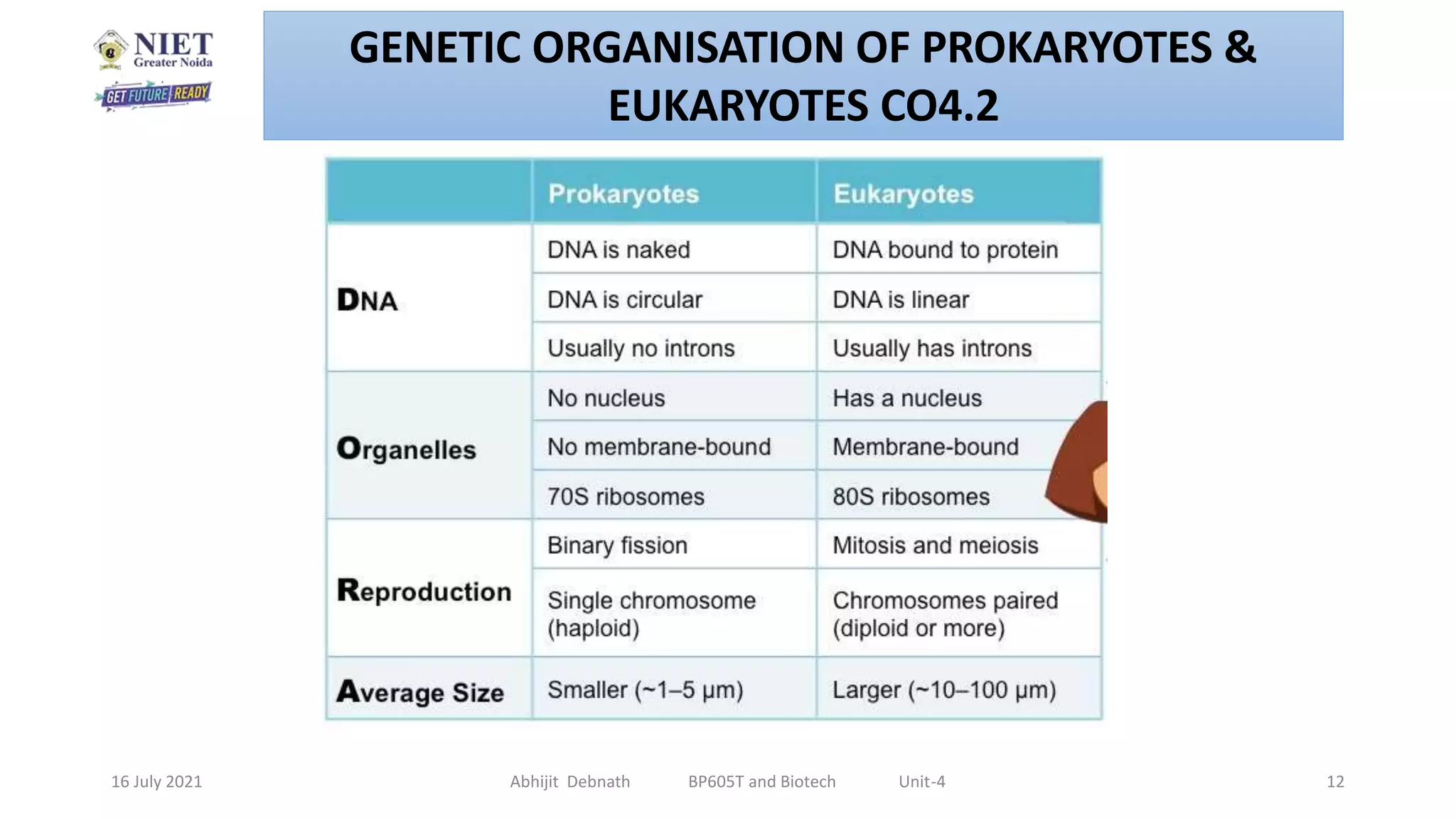 Genetic organization of eukaryotes and prokaryotes | PPTX