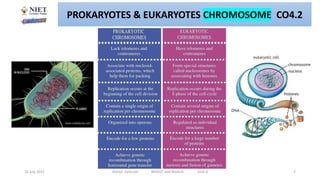 Genetic organization of eukaryotes and prokaryotes | PPTX