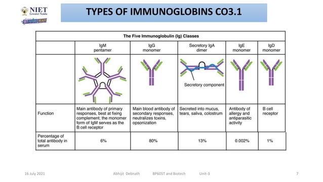 Structure of Immunoglobulins | PPTX | Infectious Diseases | Diseases ...