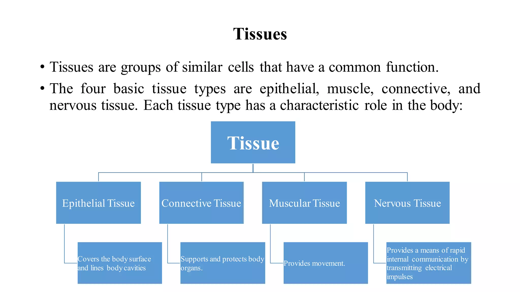 2. tissue level of organization | PPT