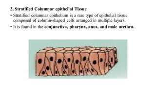 2. tissue level of organization | PPT