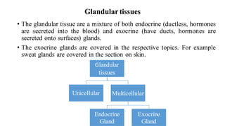 2. tissue level of organization | PPT