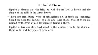 2. tissue level of organization | PPT