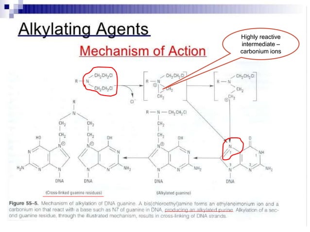 2. alkylating & anti-metabolite drugs | PPTX