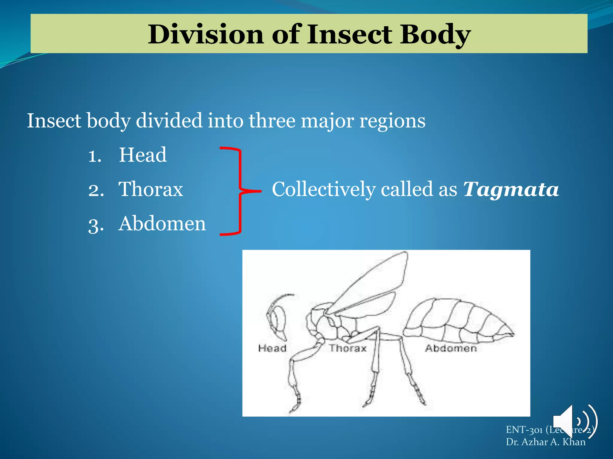 Insect head and its types | PPTX