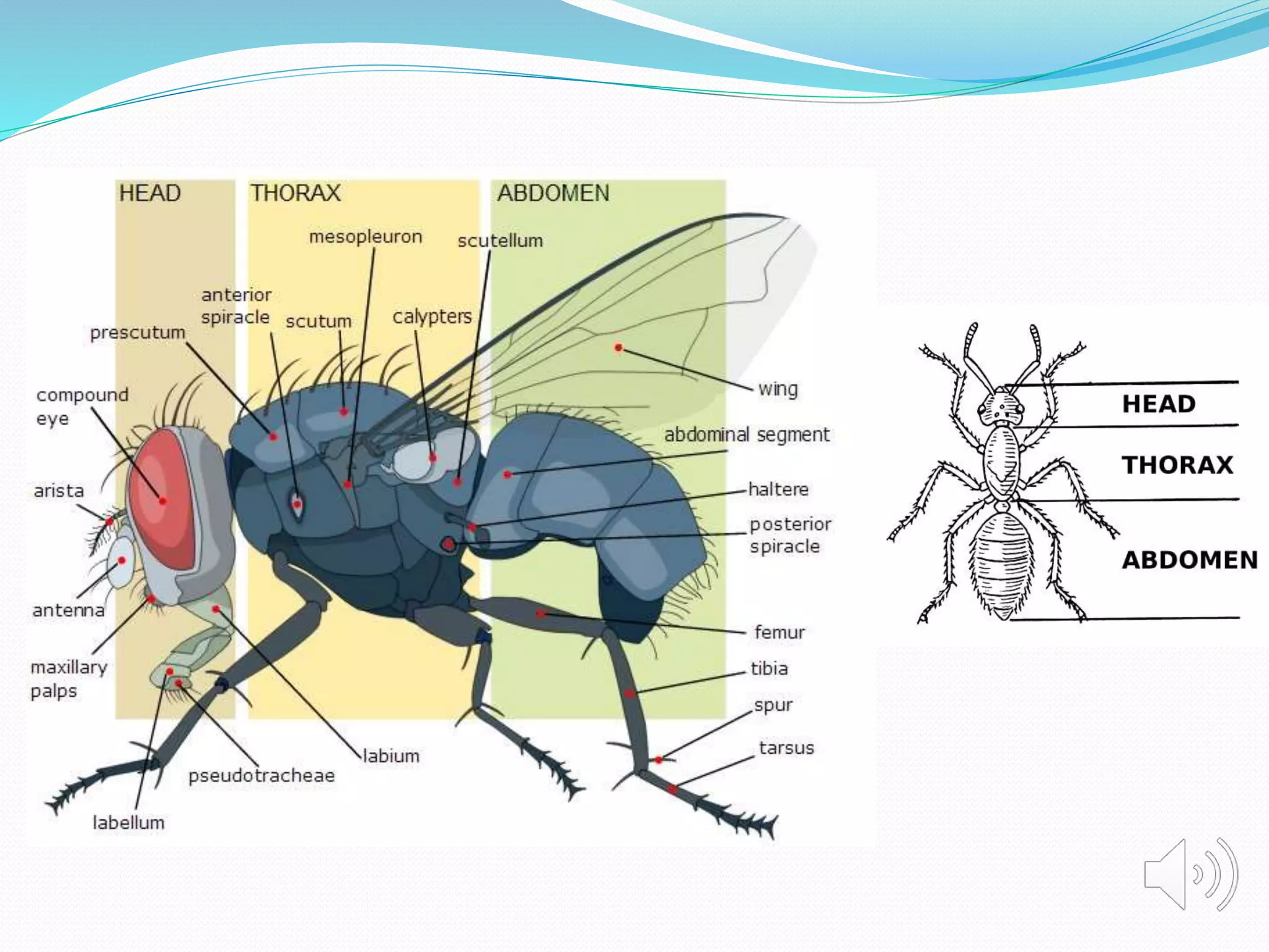 Insect head and its types | PPTX