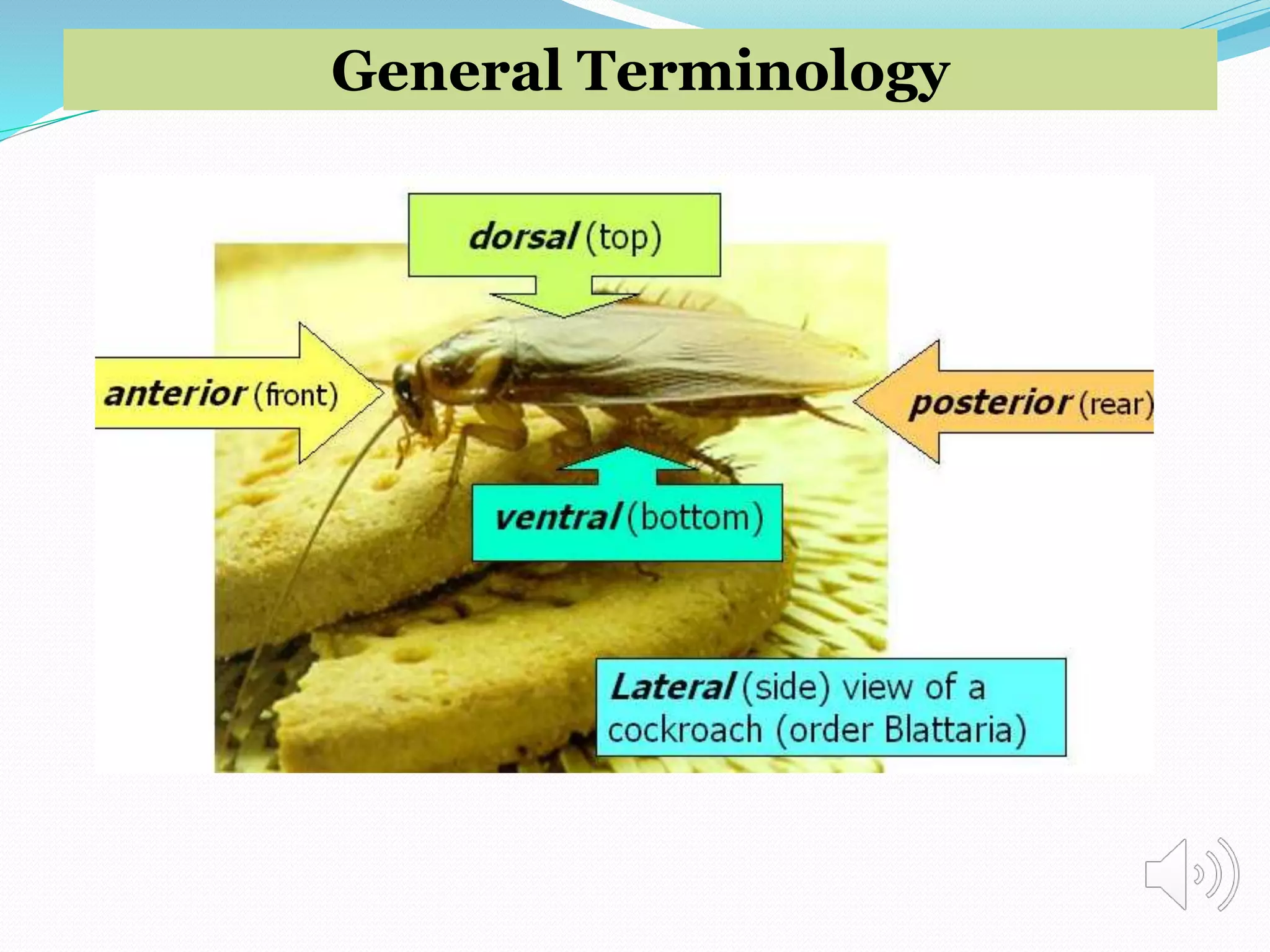 Insect head and its types | PPTX