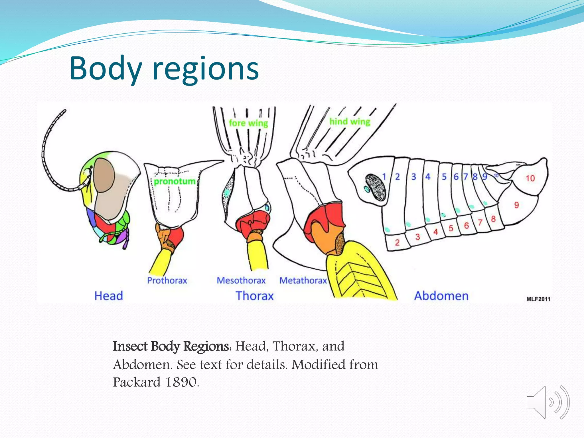 Insect head and its types | PPTX