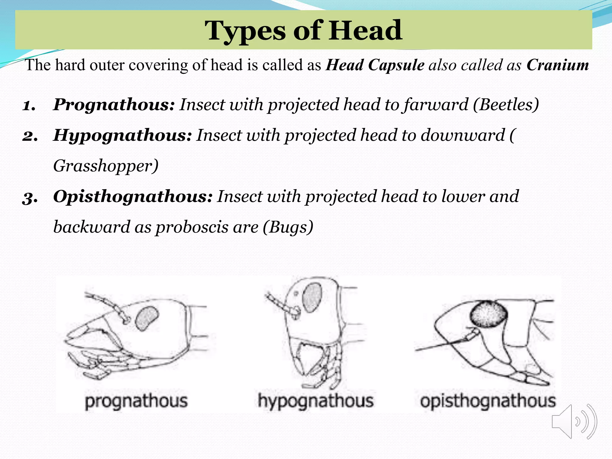 Insect head and its types | PPTX