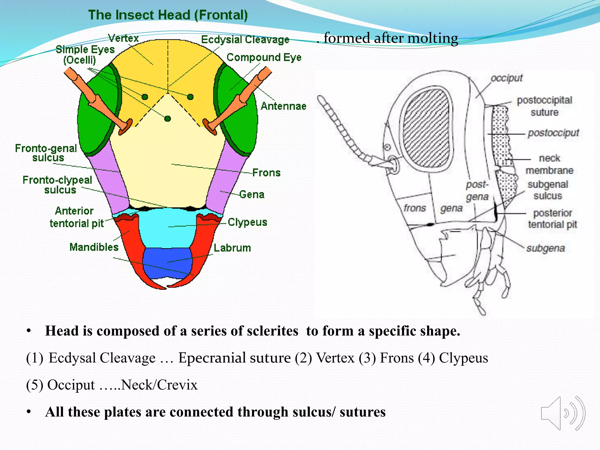 Insect head and its types | PPTX