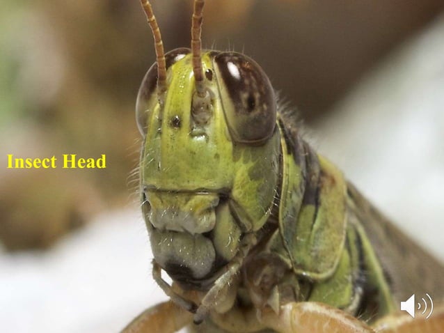 Insect head and its types | PPTX | Geography | Science