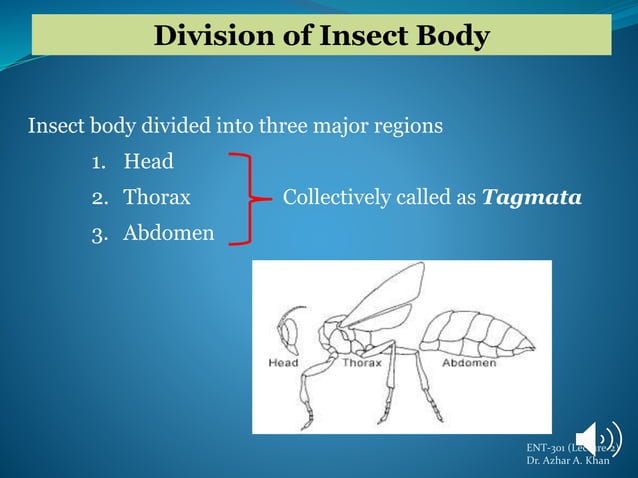 Insect head and its types | PPTX | Geography | Science