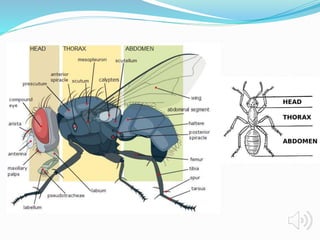 Insect head and its types | PPTX