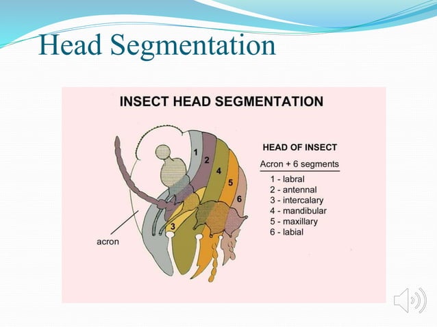 Insect head and its types | PPTX | Geography | Science