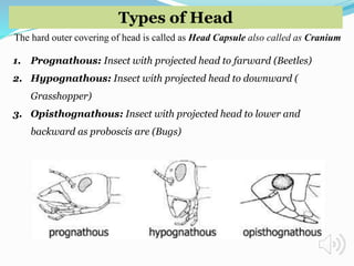 Insect head and its types | PPTX