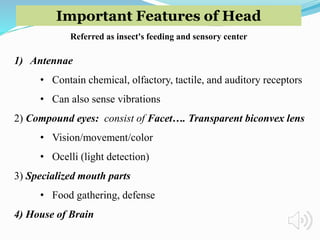 Insect head and its types | PPTX