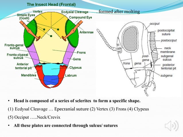 Insect head and its types