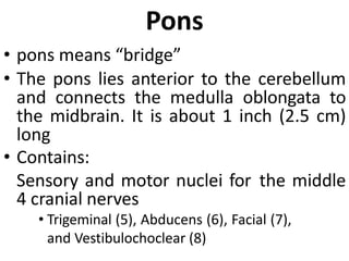 Pons 185844.pptx | Death, Injury, or Military Conflict | Sensitive Topics