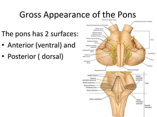 Pons 185844.pptx
