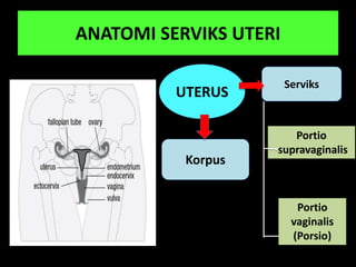 anatomi histologi serviks | PPTX