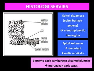 anatomi histologi serviks | PPTX