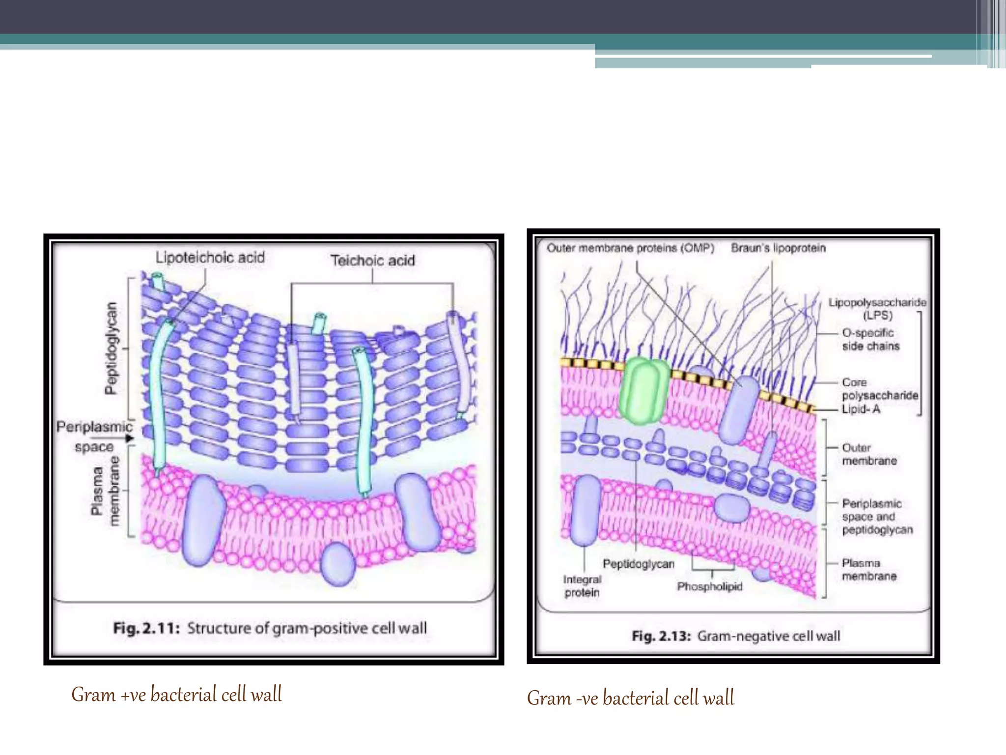 Morphology & Physiology of Bacteria | PPTX