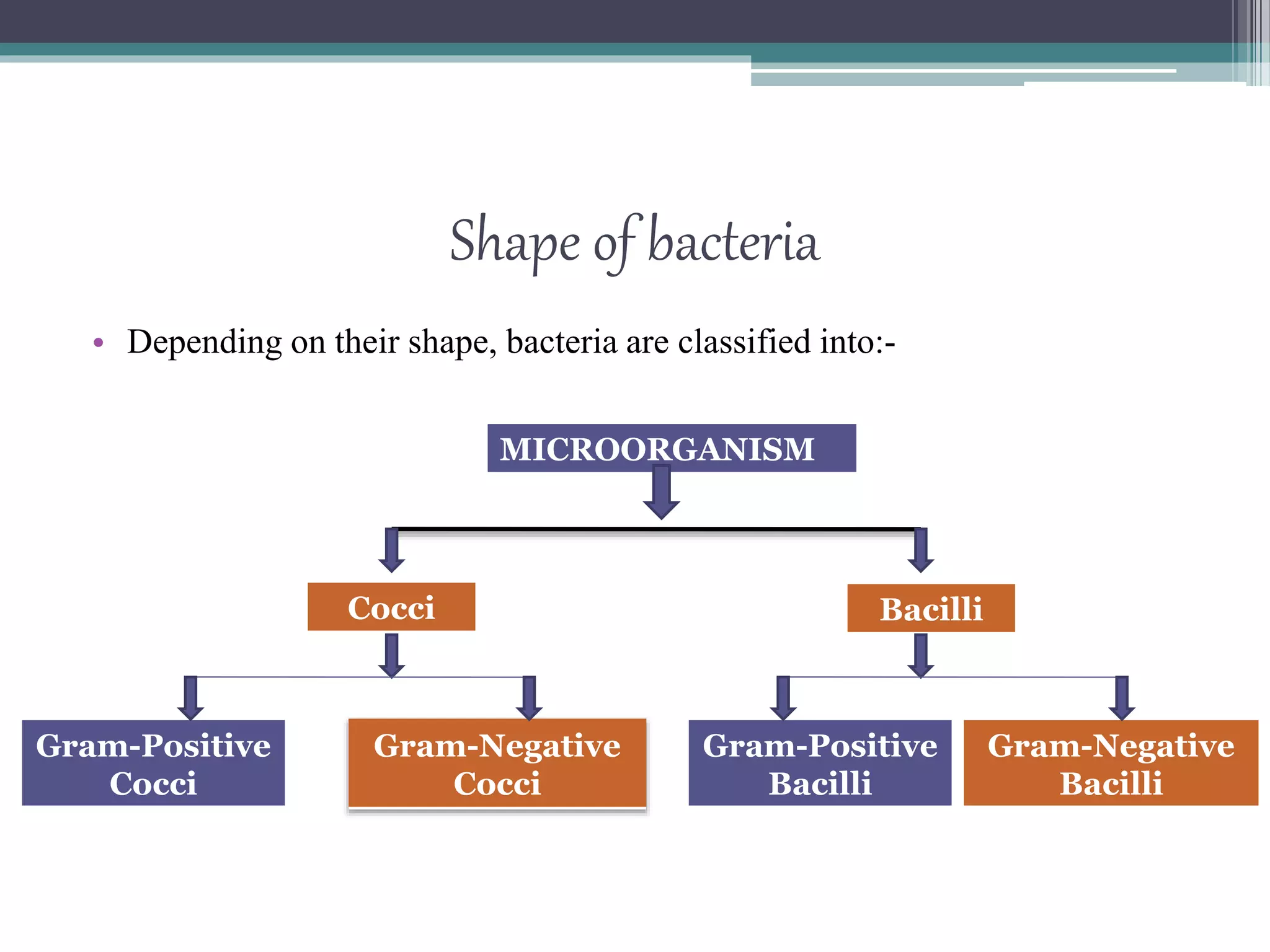 Morphology & Physiology of Bacteria | PPTX
