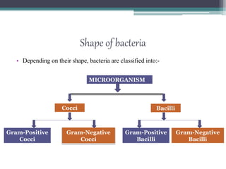 Morphology & Physiology of Bacteria | PPTX