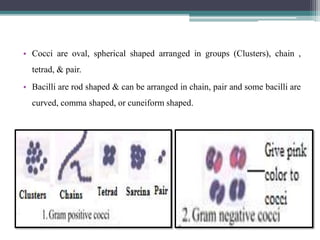 Morphology & Physiology of Bacteria | PPTX