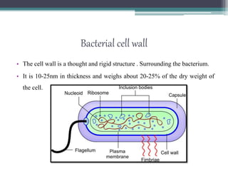 Morphology & Physiology of Bacteria | PPTX