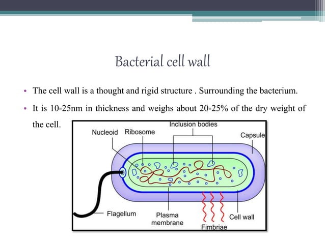 Morphology & Physiology of Bacteria | PPTX | Biological Sciences | Science