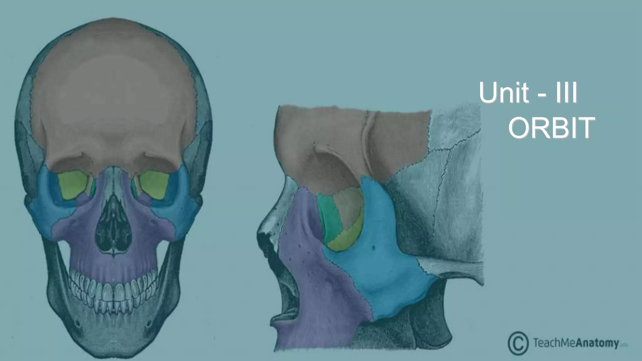 ORBIT OF HUMAN SKULL | PPT