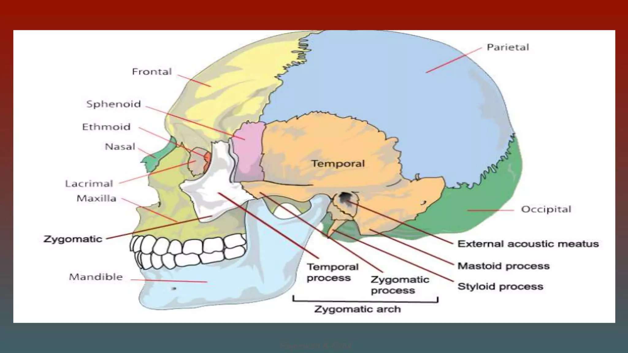ORBIT OF HUMAN SKULL | PPT