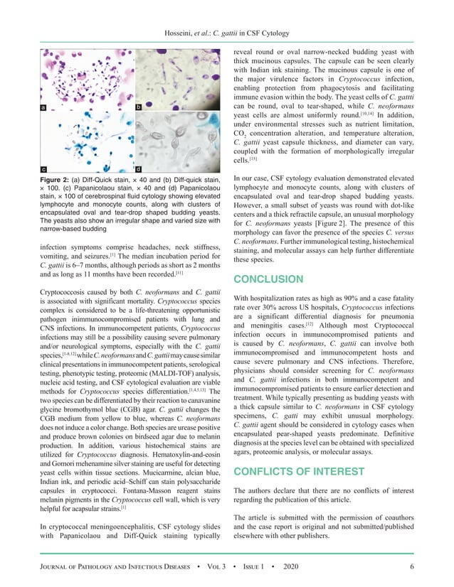 Cryptococcus gattii and its Distinctive Yeast Morphology in ...
