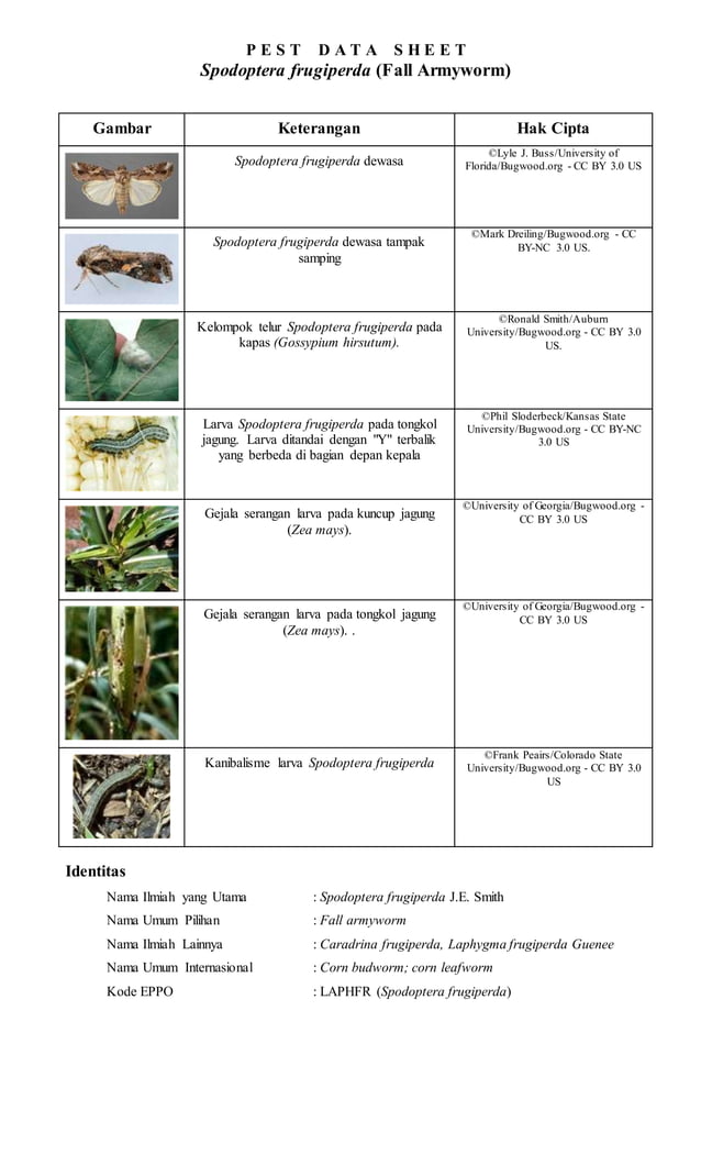 2. pest data sheet Spodoptera frugiperda | DOCX