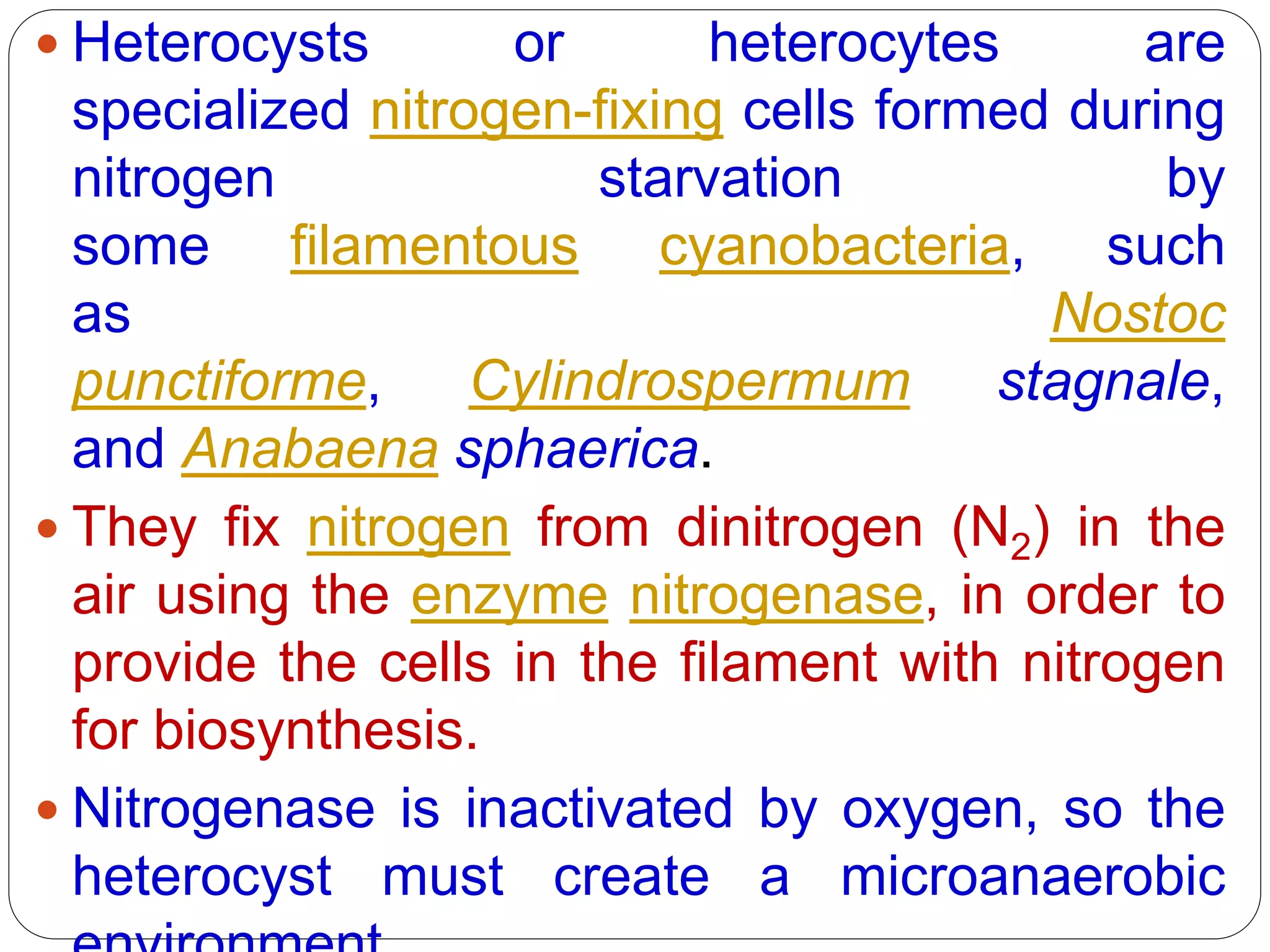 2. nostoc oscillatoria& anabaena | PPT