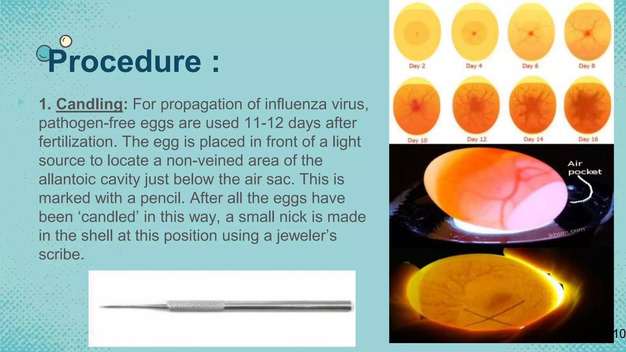 CULTIVATION OF VIRUS : Embryonated eggs | PPTX