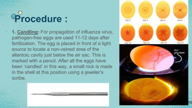 CULTIVATION OF VIRUS : Embryonated eggs | PPTX