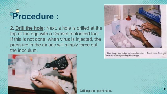 CULTIVATION OF VIRUS : Embryonated eggs | PPTX