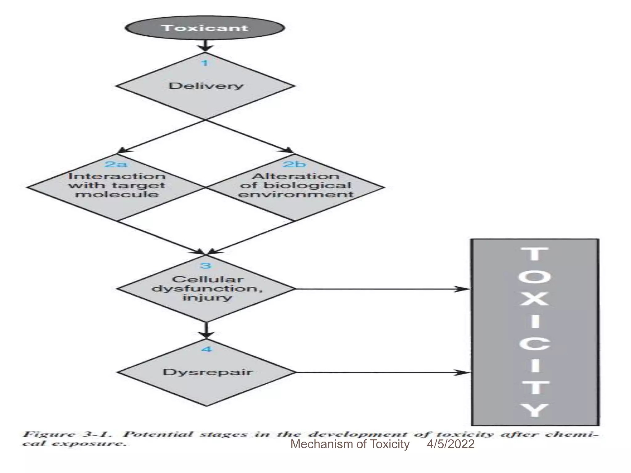 2.6 mechanisms of toxicity | PPTX
