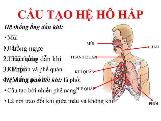 2. gp he ho hap | PPT