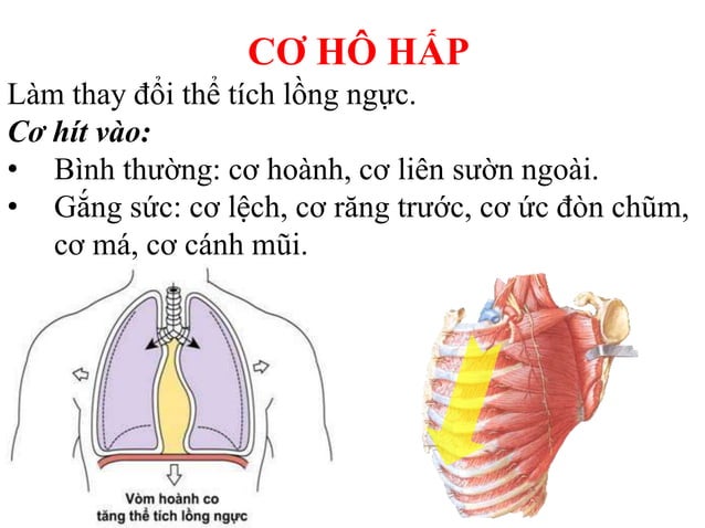 2. gp he ho hap | PPT