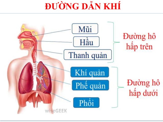 2. gp he ho hap | PPT