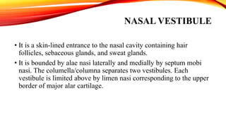 2.FUNCTIONAL ANATOMY OF THE NOSE.pptx