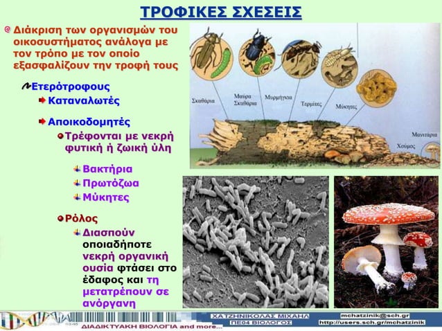2. trofikessxeseiskairoienergias.ppt