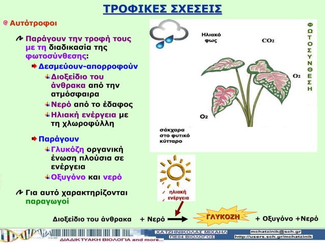 2. trofikessxeseiskairoienergias.ppt