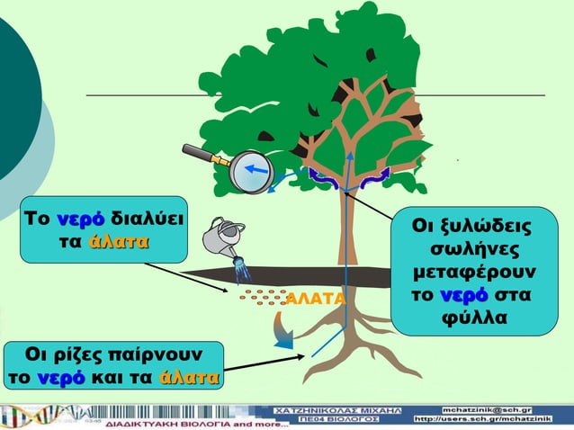 2. trofikessxeseiskairoienergias.ppt