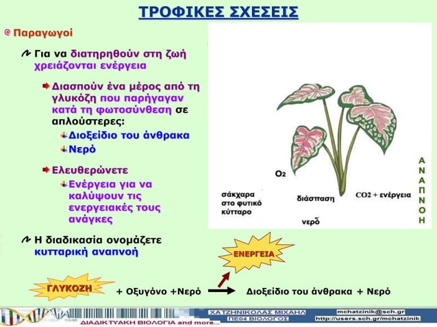 2. trofikessxeseiskairoienergias.ppt