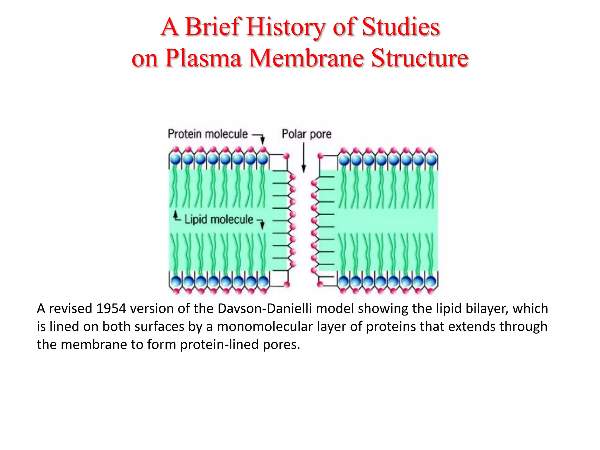 2.1CELLULAR MEMBRANES intro and history.pptx
